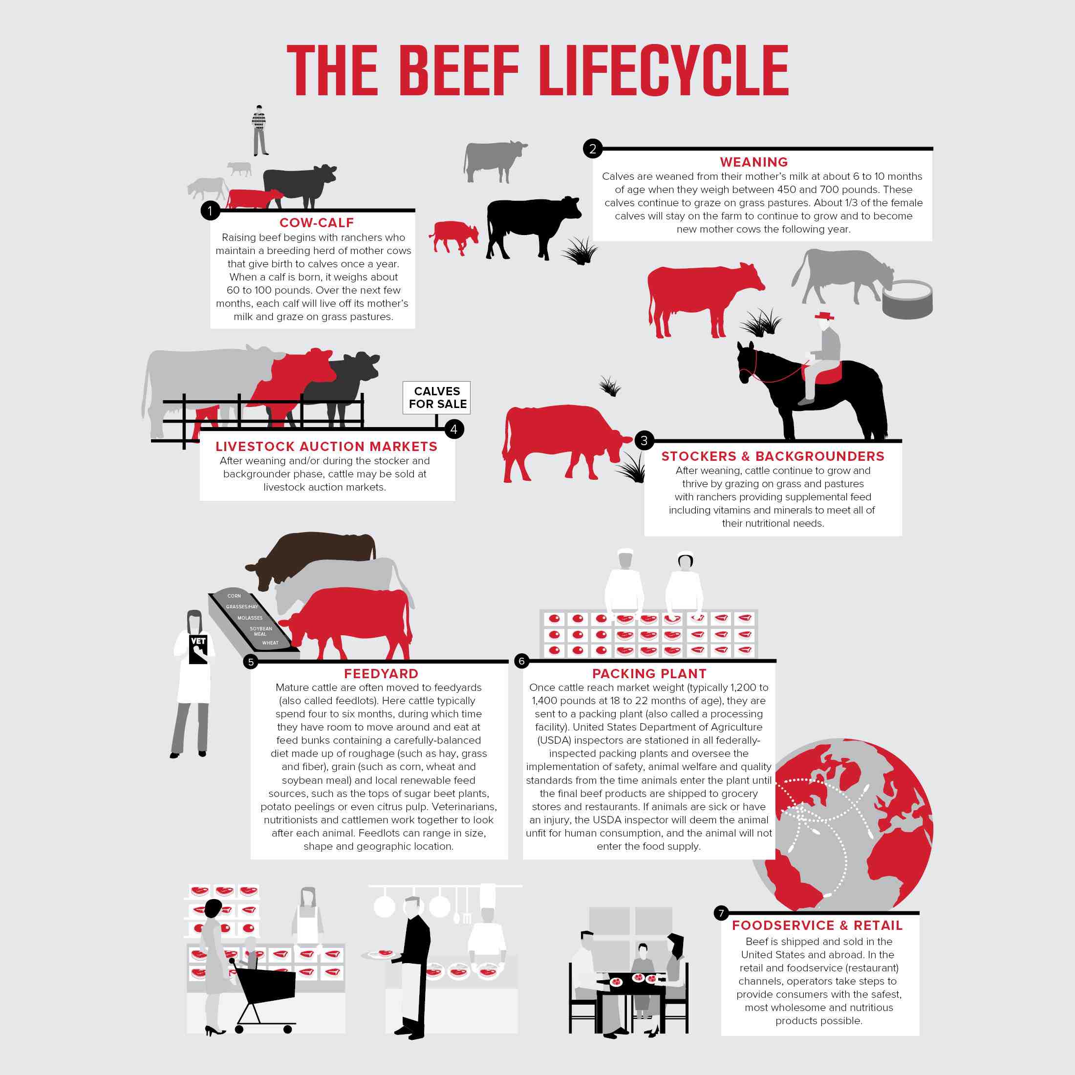 What Is The Life Cycle Of A Beef Cow